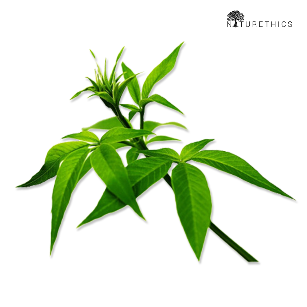 Lagundi Leaves Capsules 100s – Naturethics