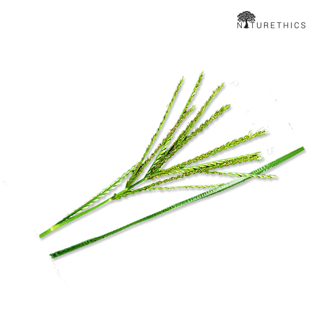 Paragis Capsules 100s – Naturethics