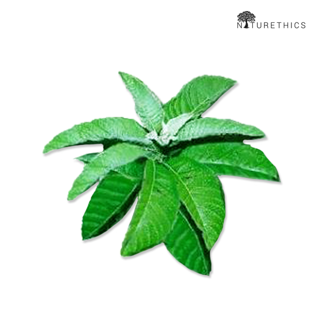 Sambong Leaves Capsules 100s – Naturethics